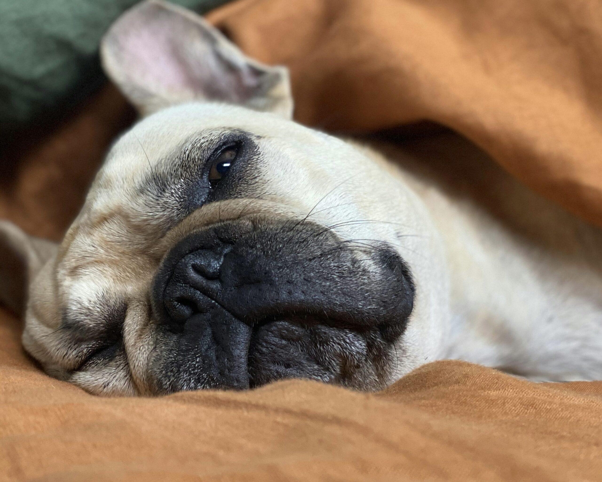 How To Calm Down A Dog During A Thunderstorm: A Guide for Anxious Pups ...